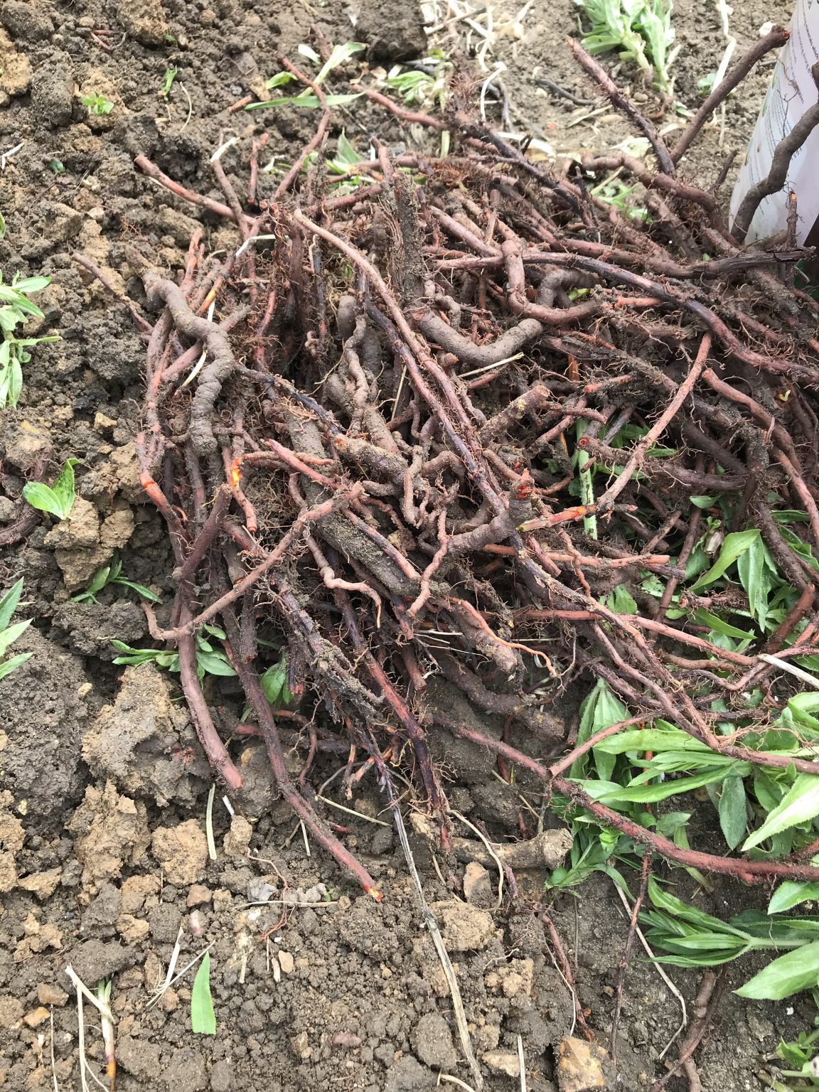 A visit to Nature’s Rainbow dye gardens